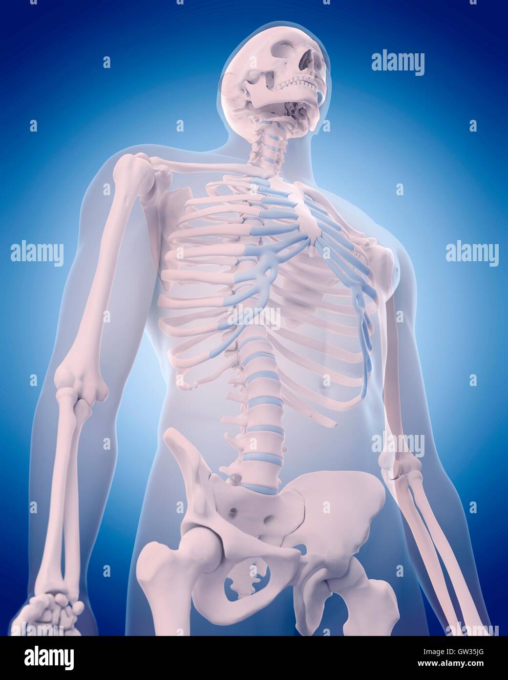 Bones of the human thorax, illustration Stock Photo - Alamy
