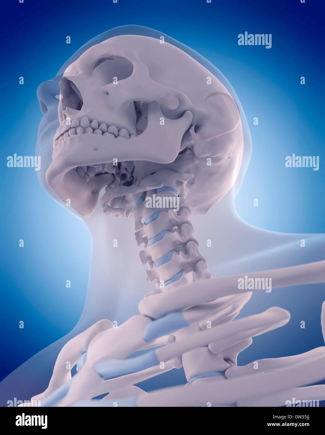 Human neck bones, illustration Stock Photo - Alamy