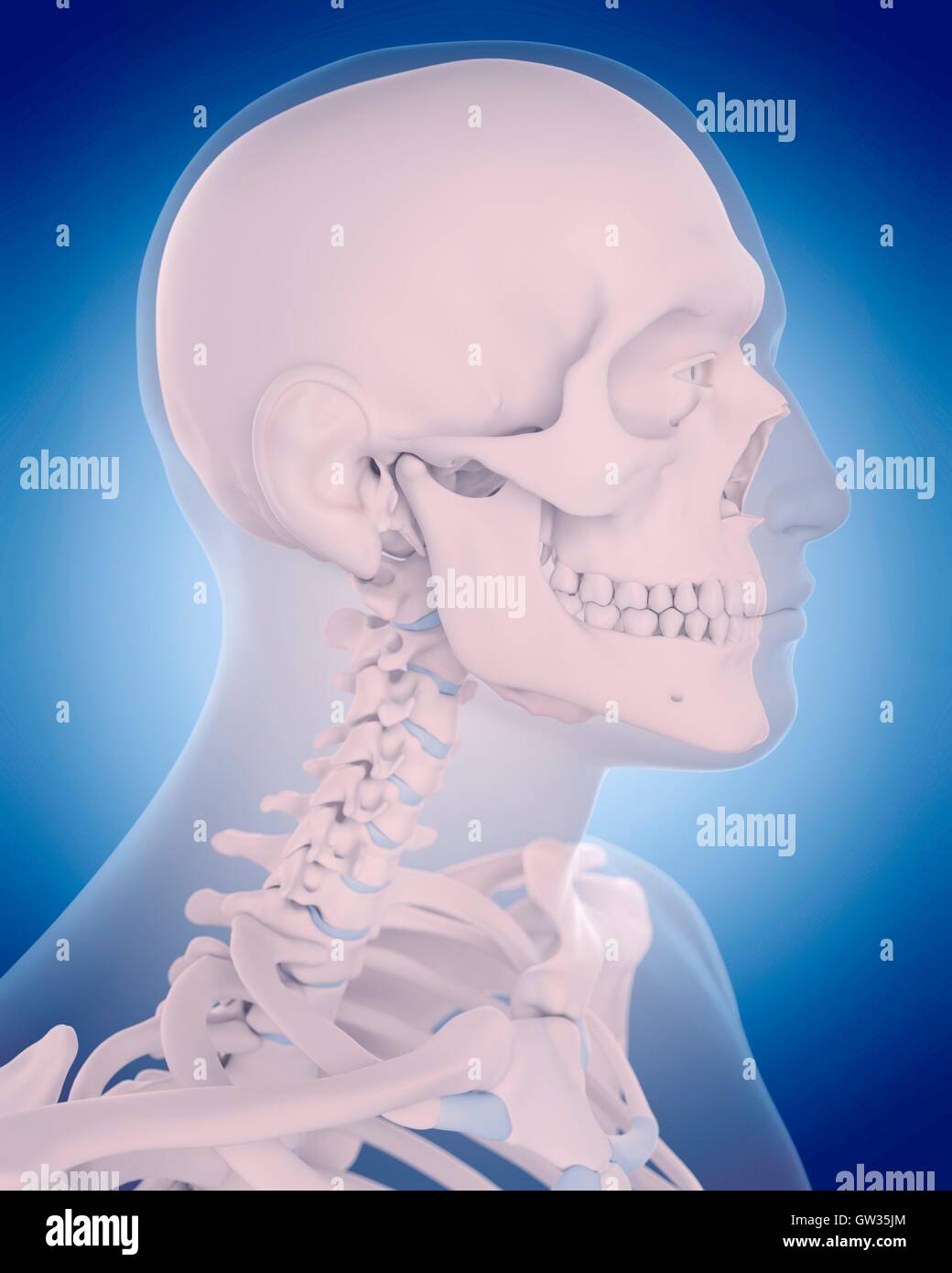 Human neck bones, illustration Stock Photo - Alamy