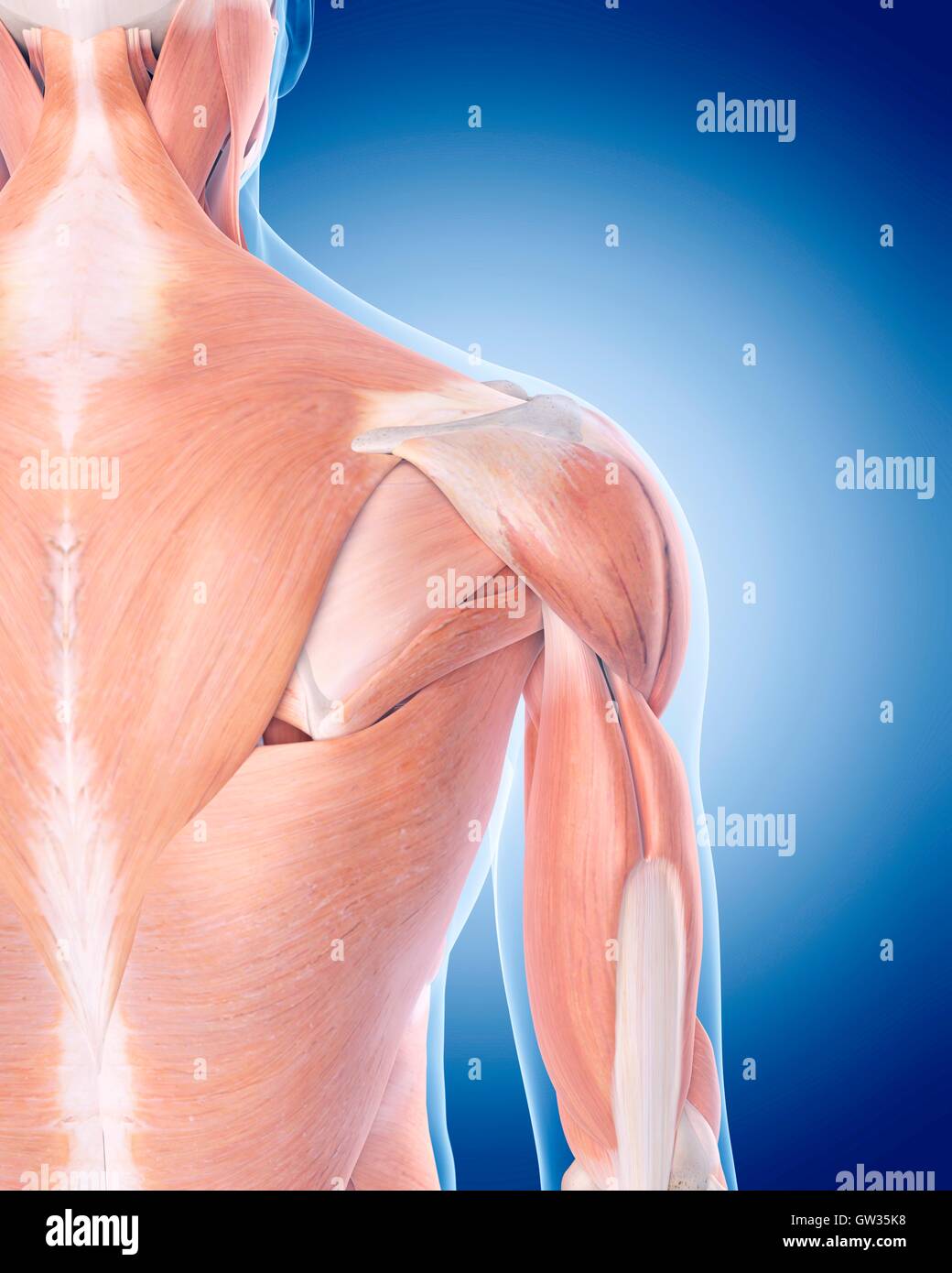 Human shoulder muscles, illustration Stock Photo - Alamy