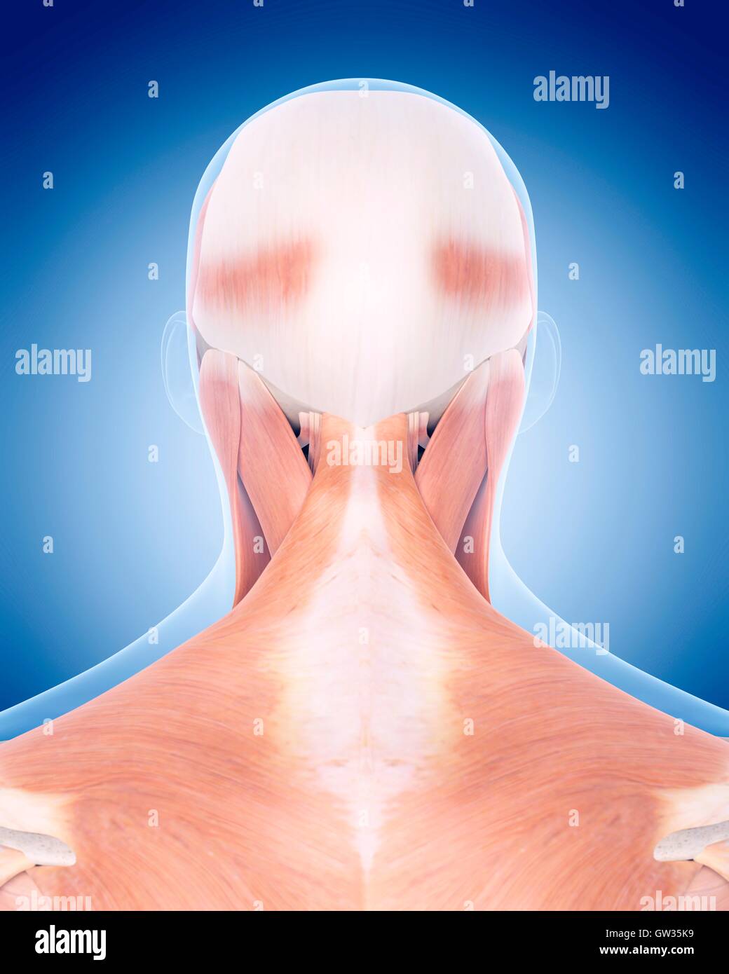 Human neck muscles, illustration Stock Photo - Alamy