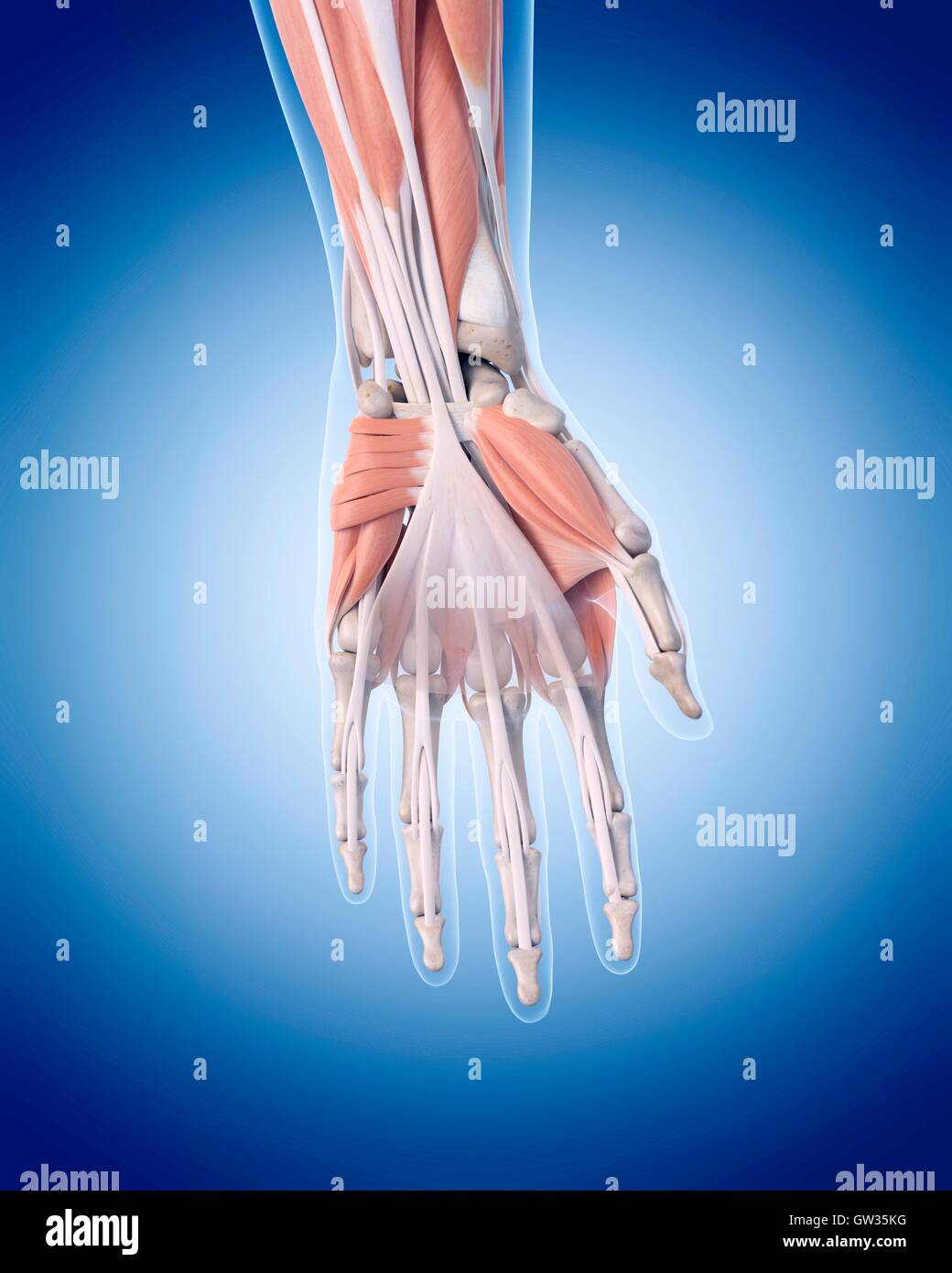 Human hand muscles, illustration Stock Photo - Alamy