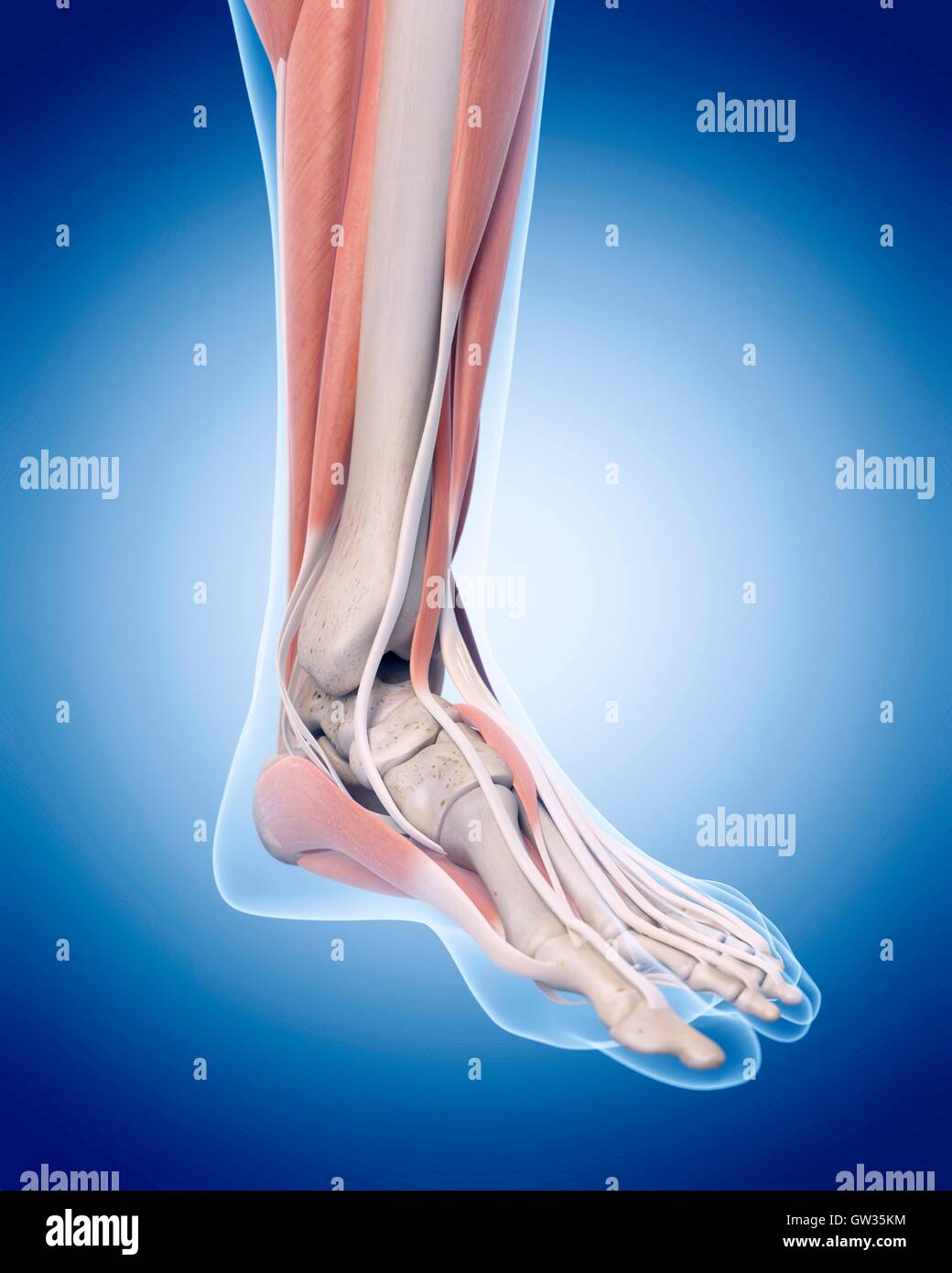 Human foot muscles, illustration Stock Photo - Alamy