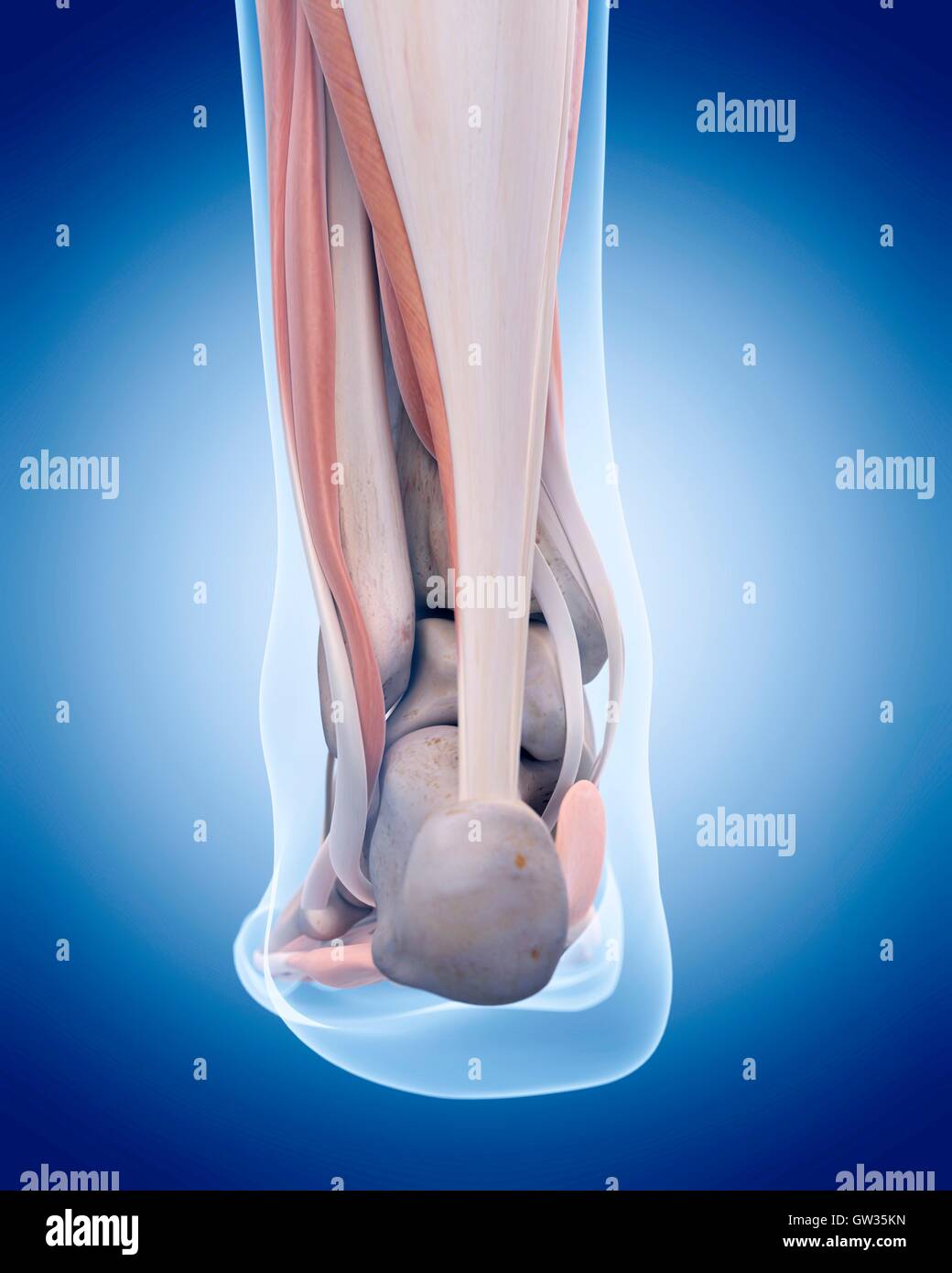 Human foot muscles, illustration Stock Photo - Alamy
