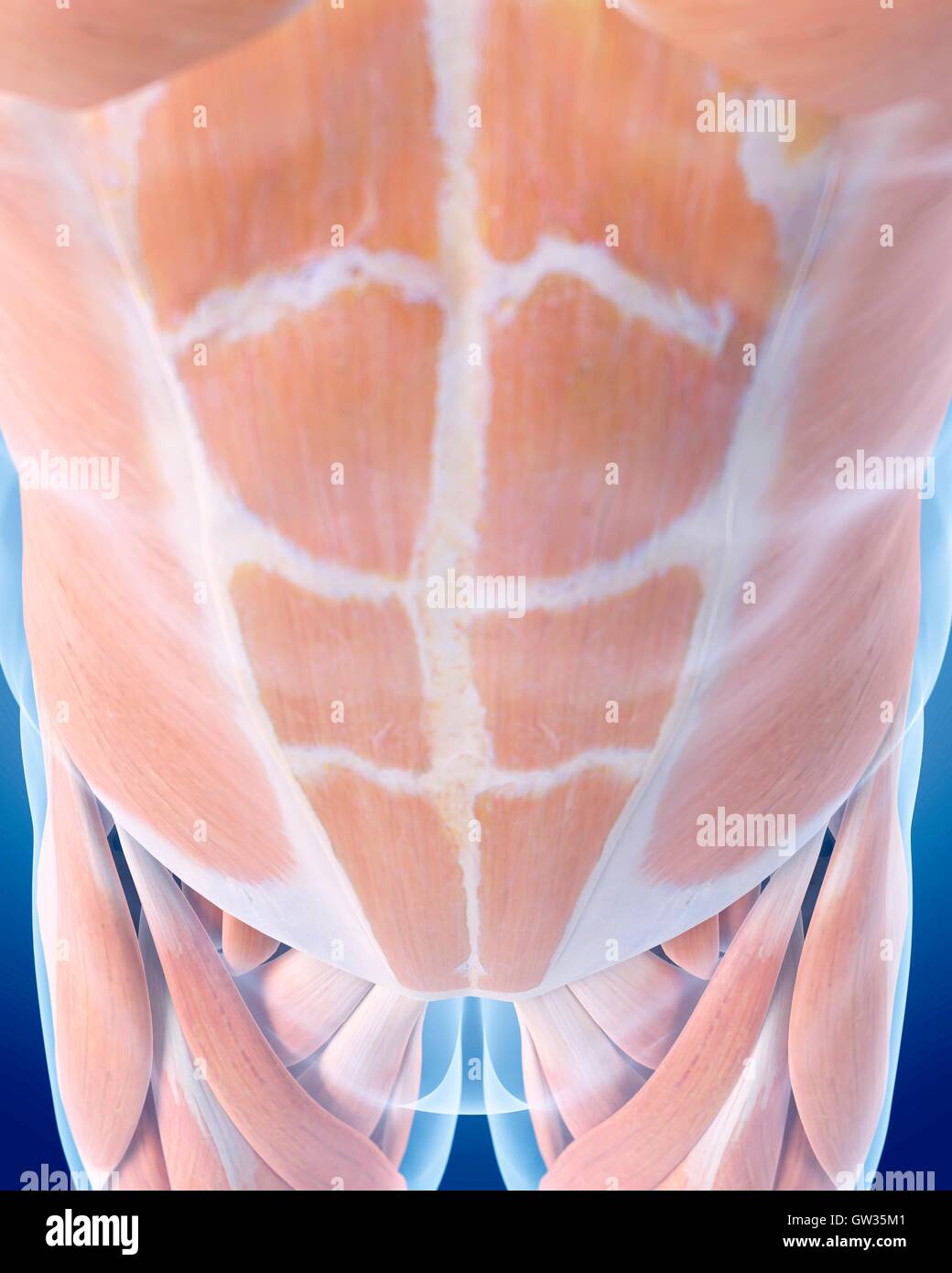 Human abdominal muscles, illustration Stock Photo - Alamy