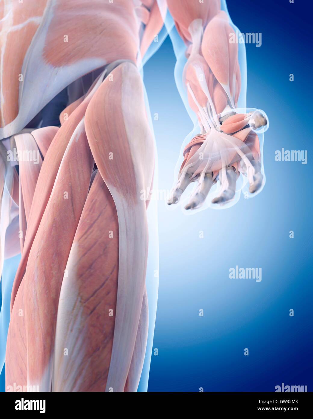 Human hand anatomy, illustration Stock Photo - Alamy