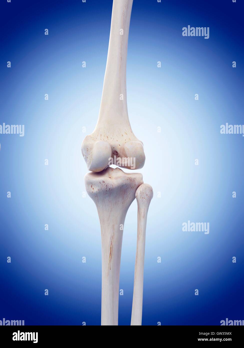 Human knee, illustration Stock Photo - Alamy