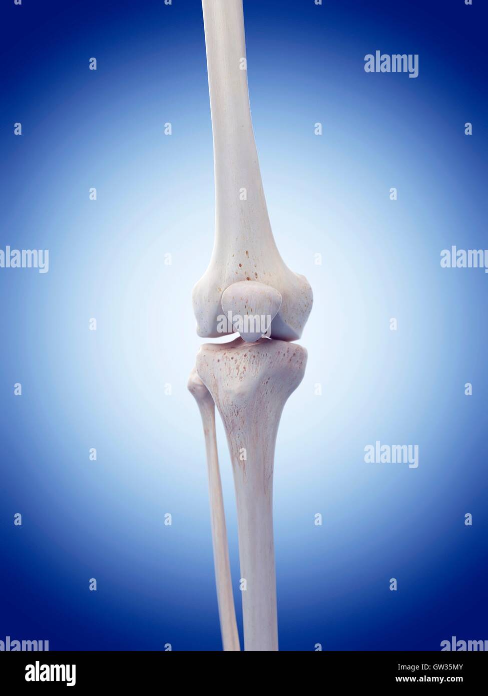 Knee structure hi-res stock photography and images - Alamy