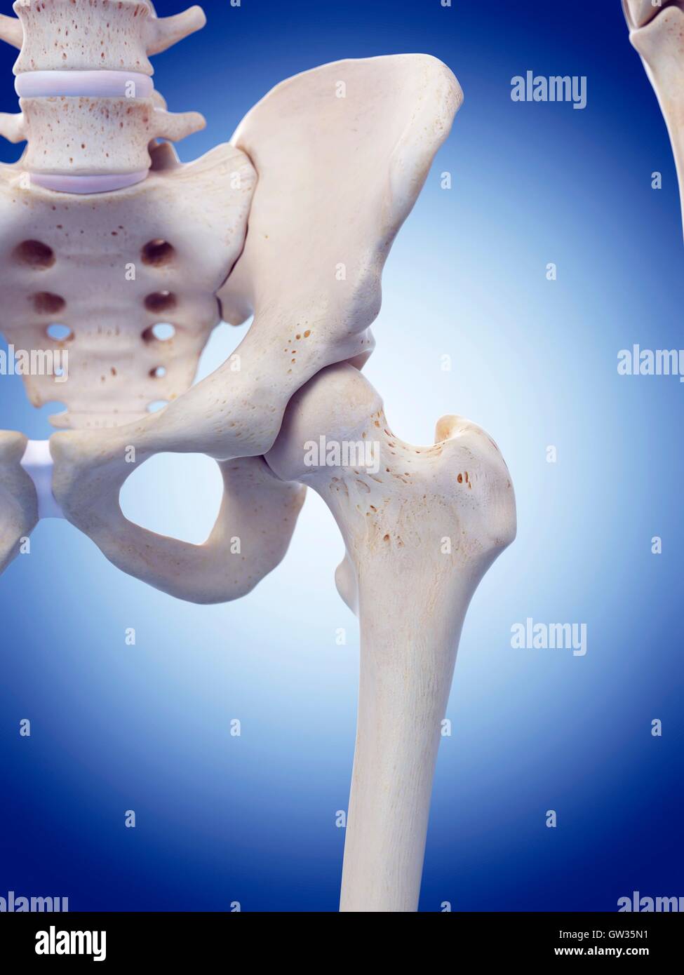 Human hip joint, illustration Stock Photo - Alamy