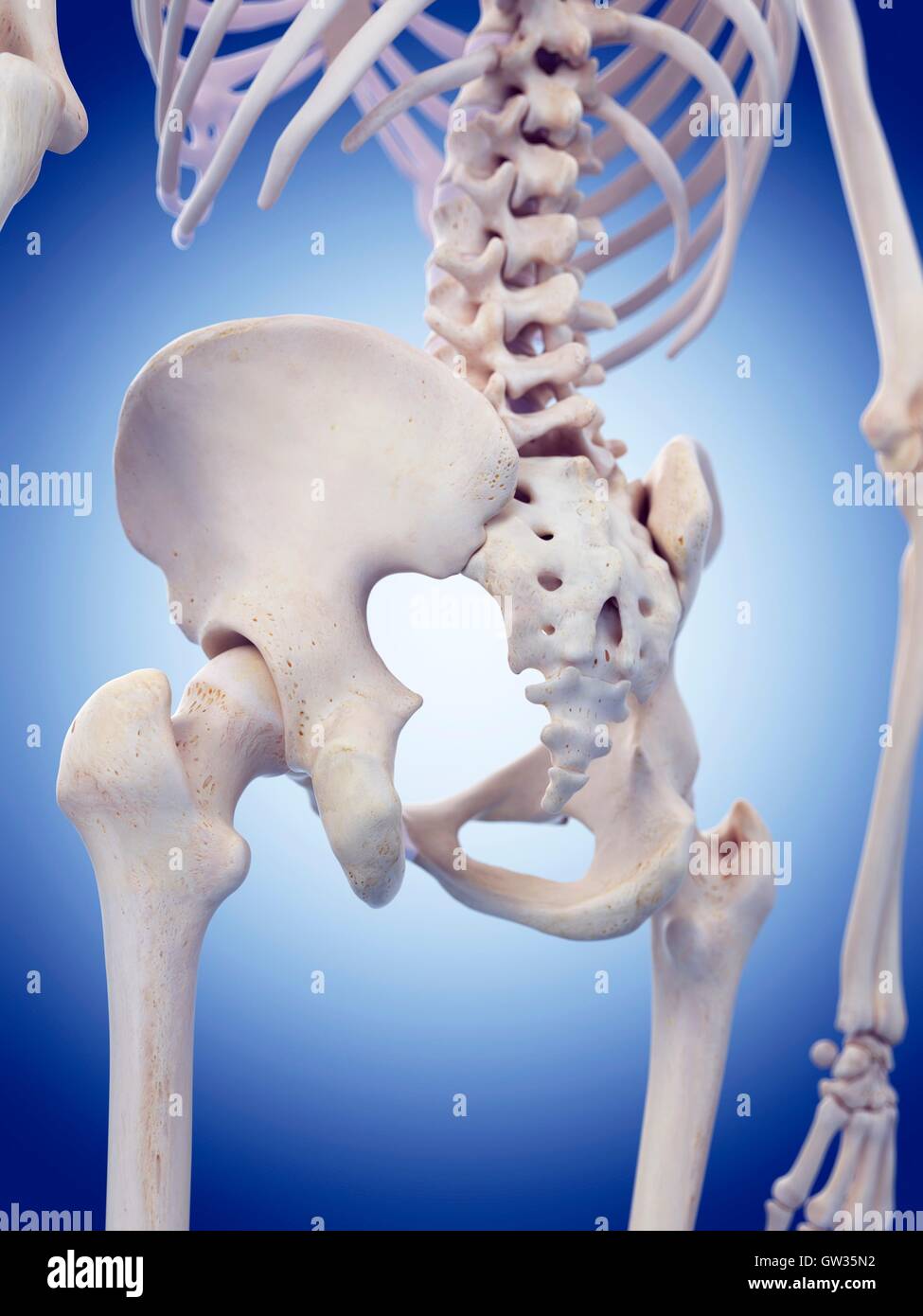 Human hip joint, illustration Stock Photo - Alamy