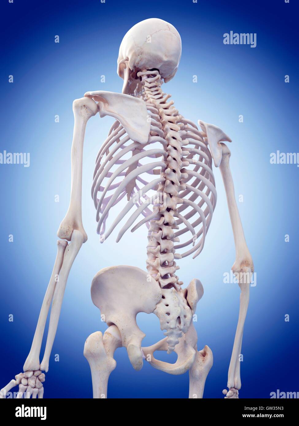 Human spine, illustration Stock Photo - Alamy