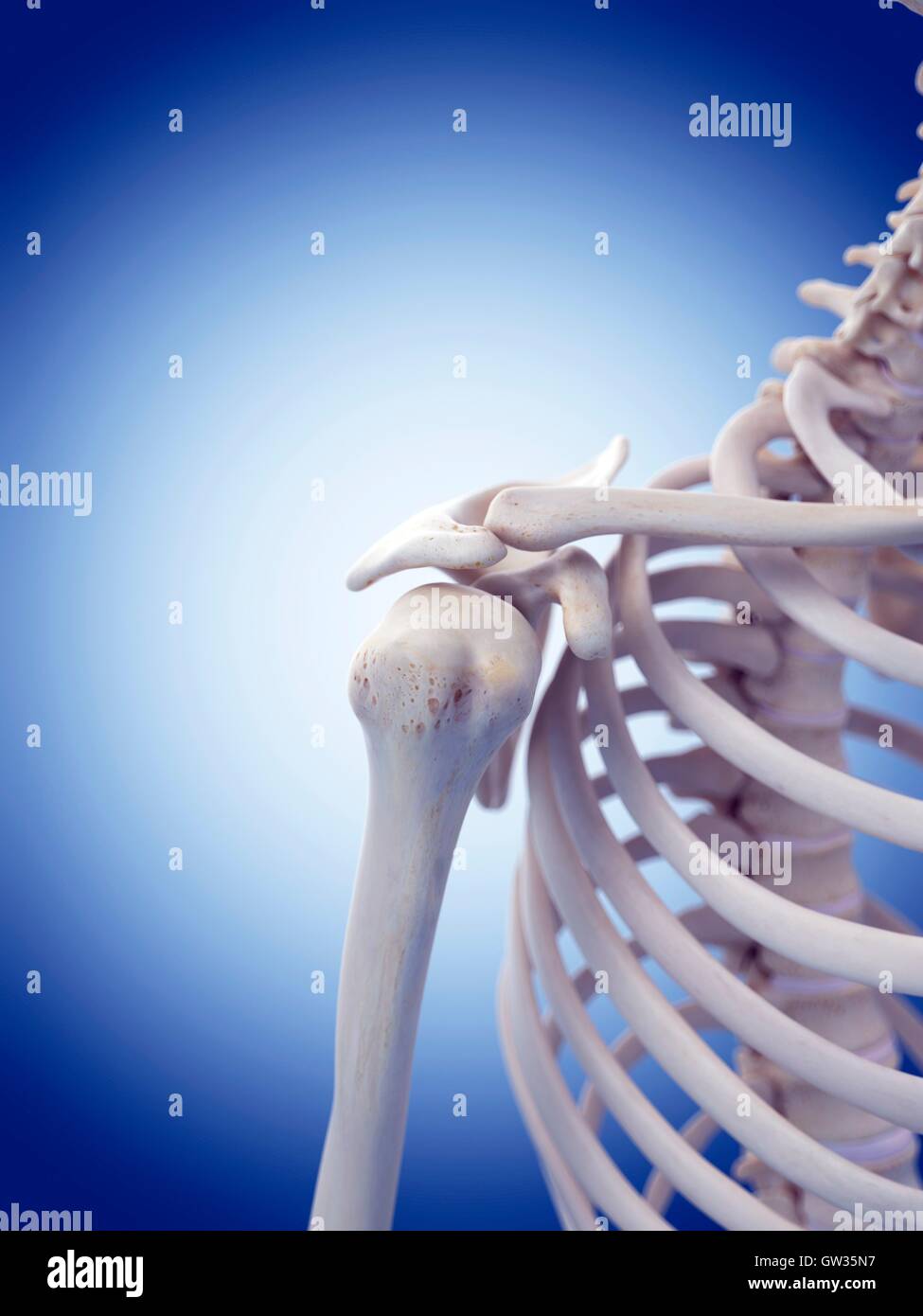 Human shoulder bones, illustration Stock Photo - Alamy