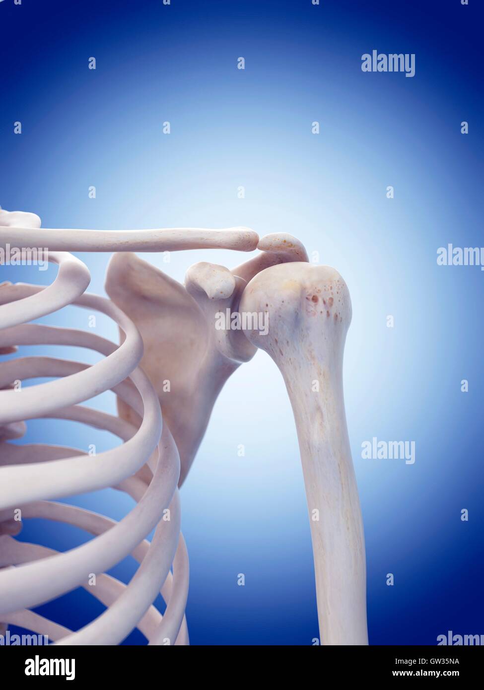 Human shoulder bones, illustration Stock Photo - Alamy
