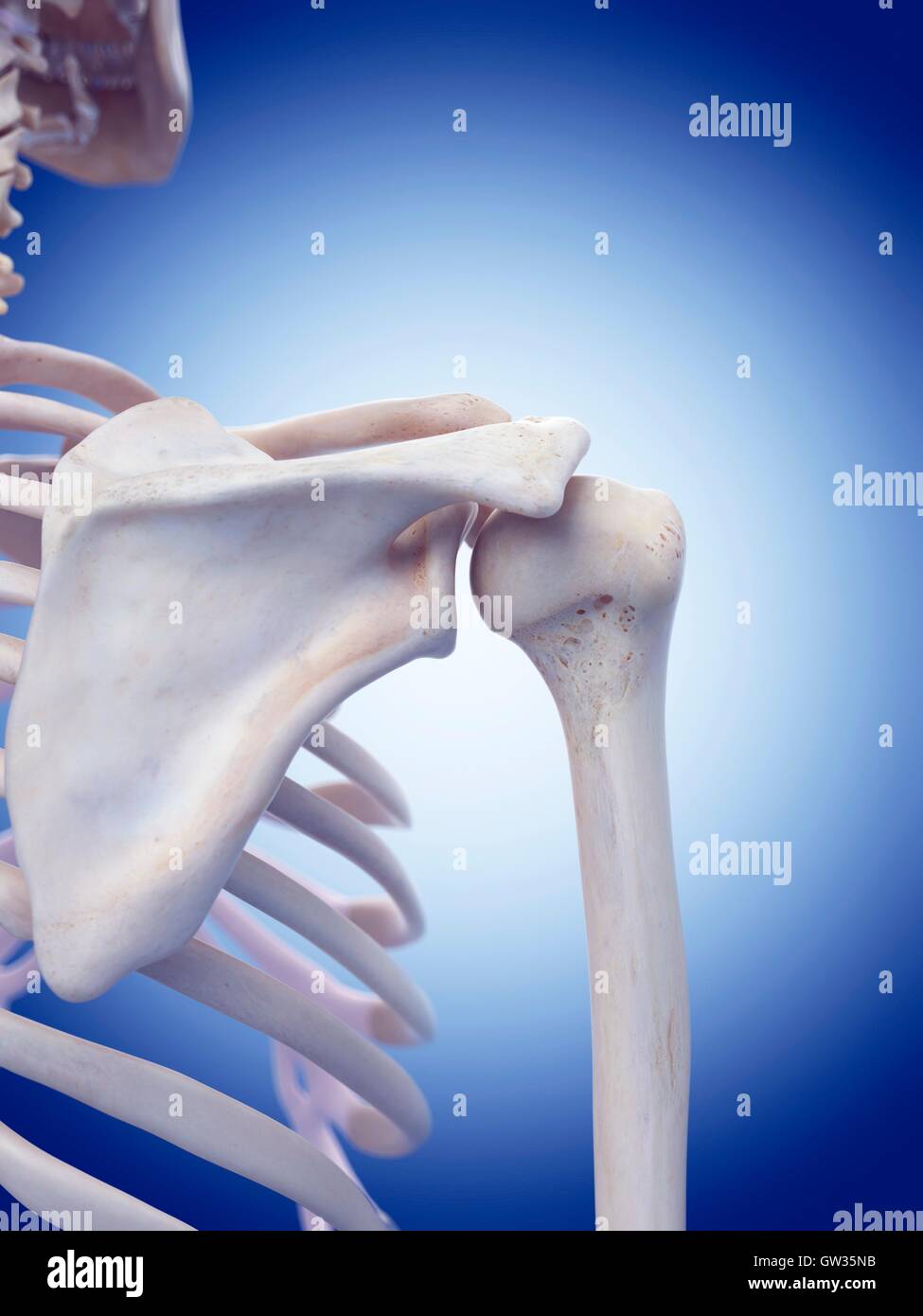 Human shoulder bones, illustration Stock Photo - Alamy