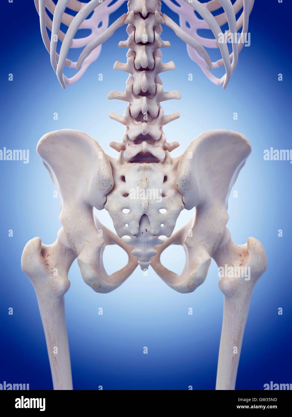 Pelvic Bones High Resolution Stock Photography and Images - Alamy