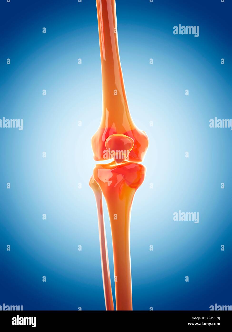 Human knee joint, illustration Stock Photo - Alamy