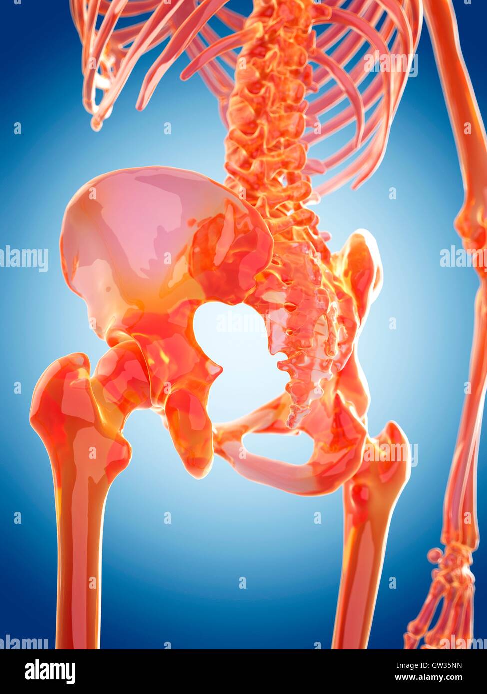 Human hip joint, illustration Stock Photo - Alamy
