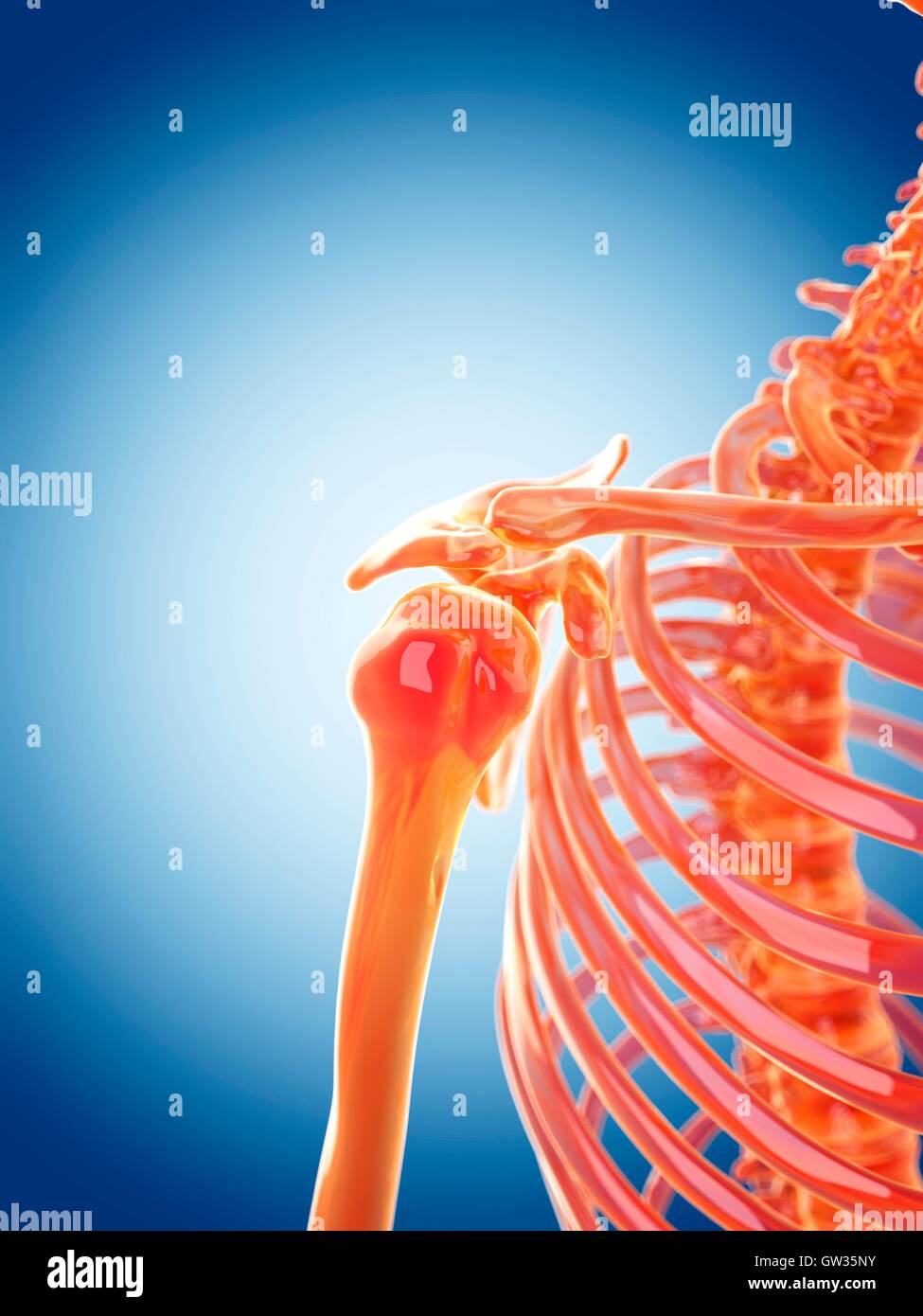 Human shoulder joint, illustration Stock Photo - Alamy