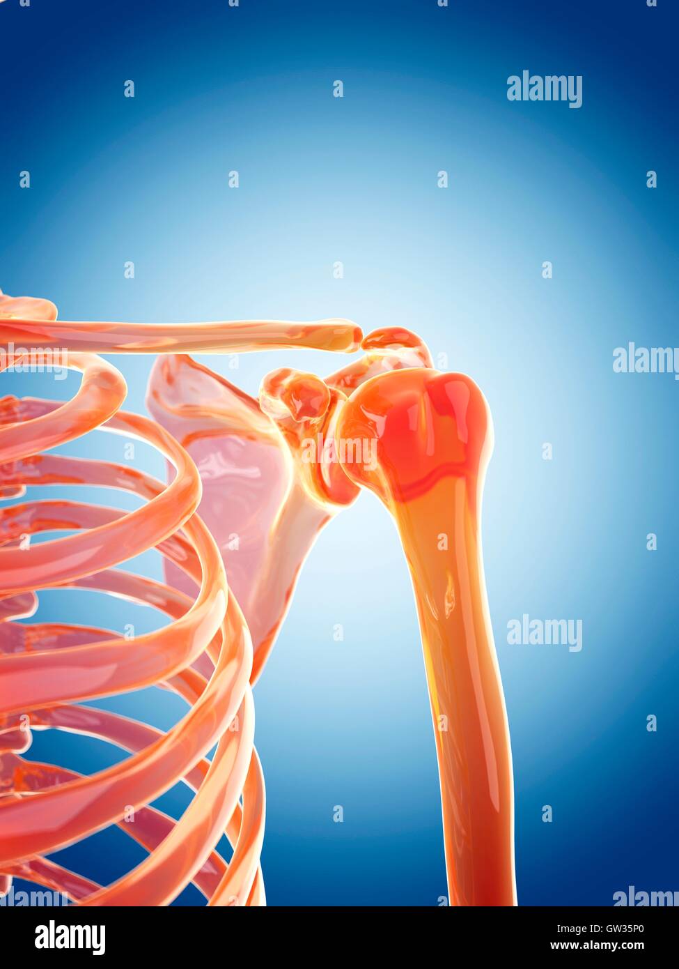 Human shoulder joint, illustration Stock Photo - Alamy