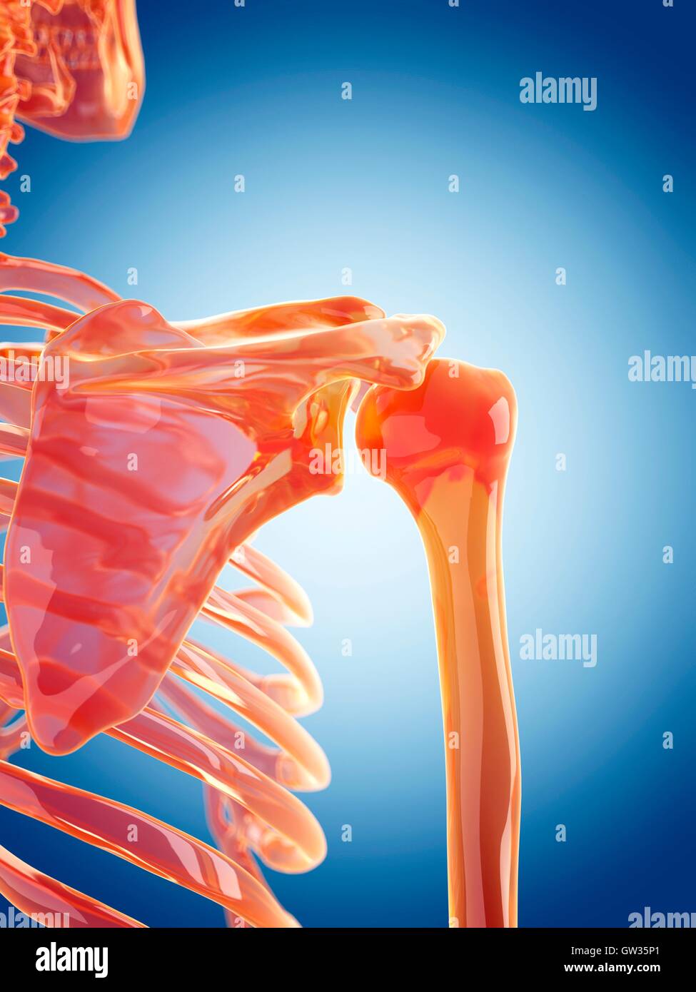 Human shoulder joint, illustration Stock Photo - Alamy