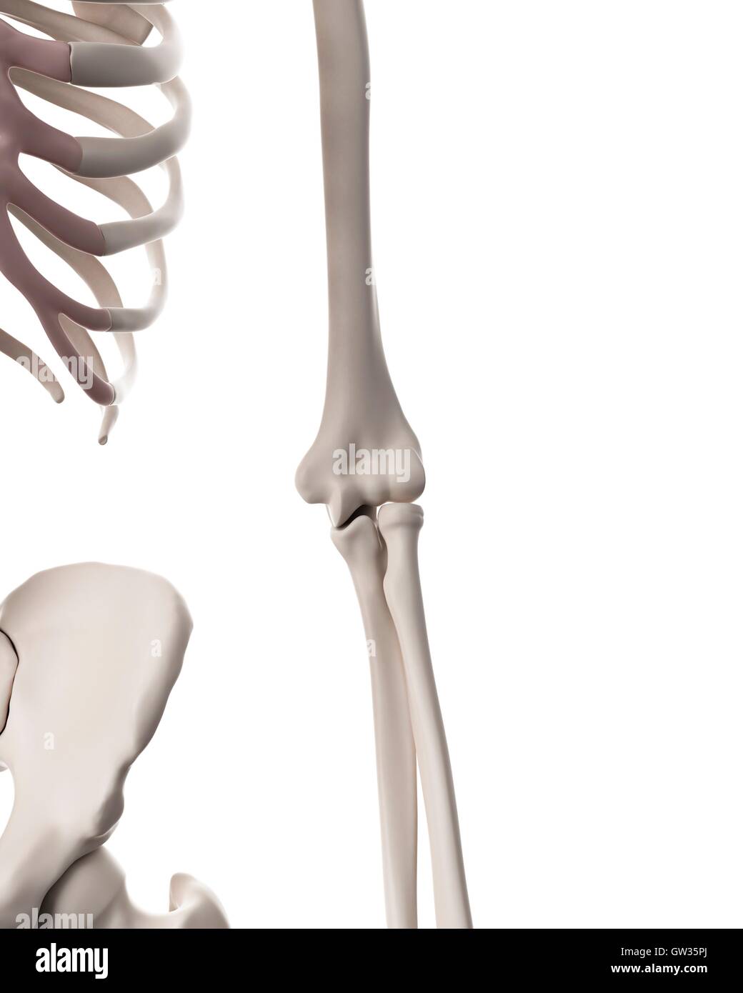 Human elbow, illustration Stock Photo - Alamy