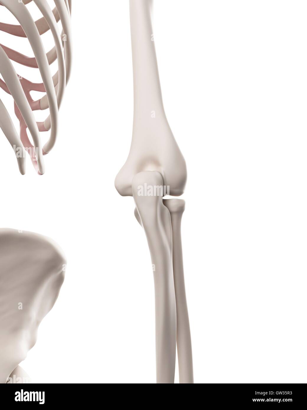Human elbow bones, illustration Stock Photo - Alamy Human elbow bones, illustration Stock Photo - Alamy