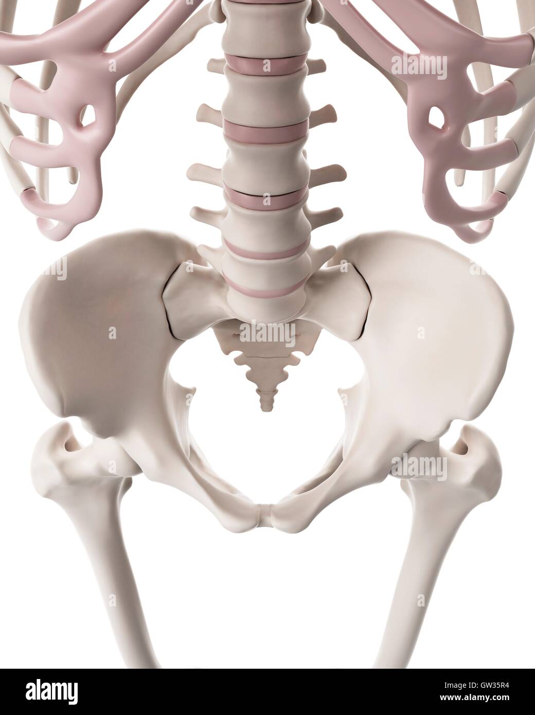 Structure pelvic hi-res stock photography and images - Alamy