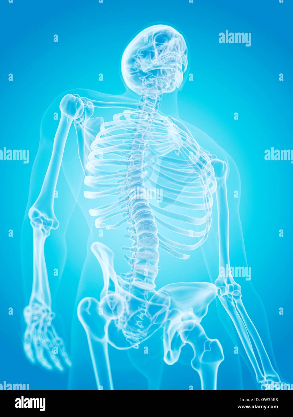 Human skeleton, illustration Stock Photo - Alamy