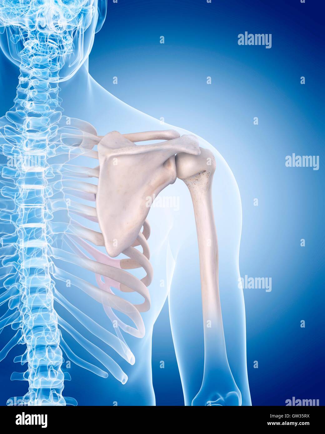 Human shoulder bones, illustration Stock Photo - Alamy
