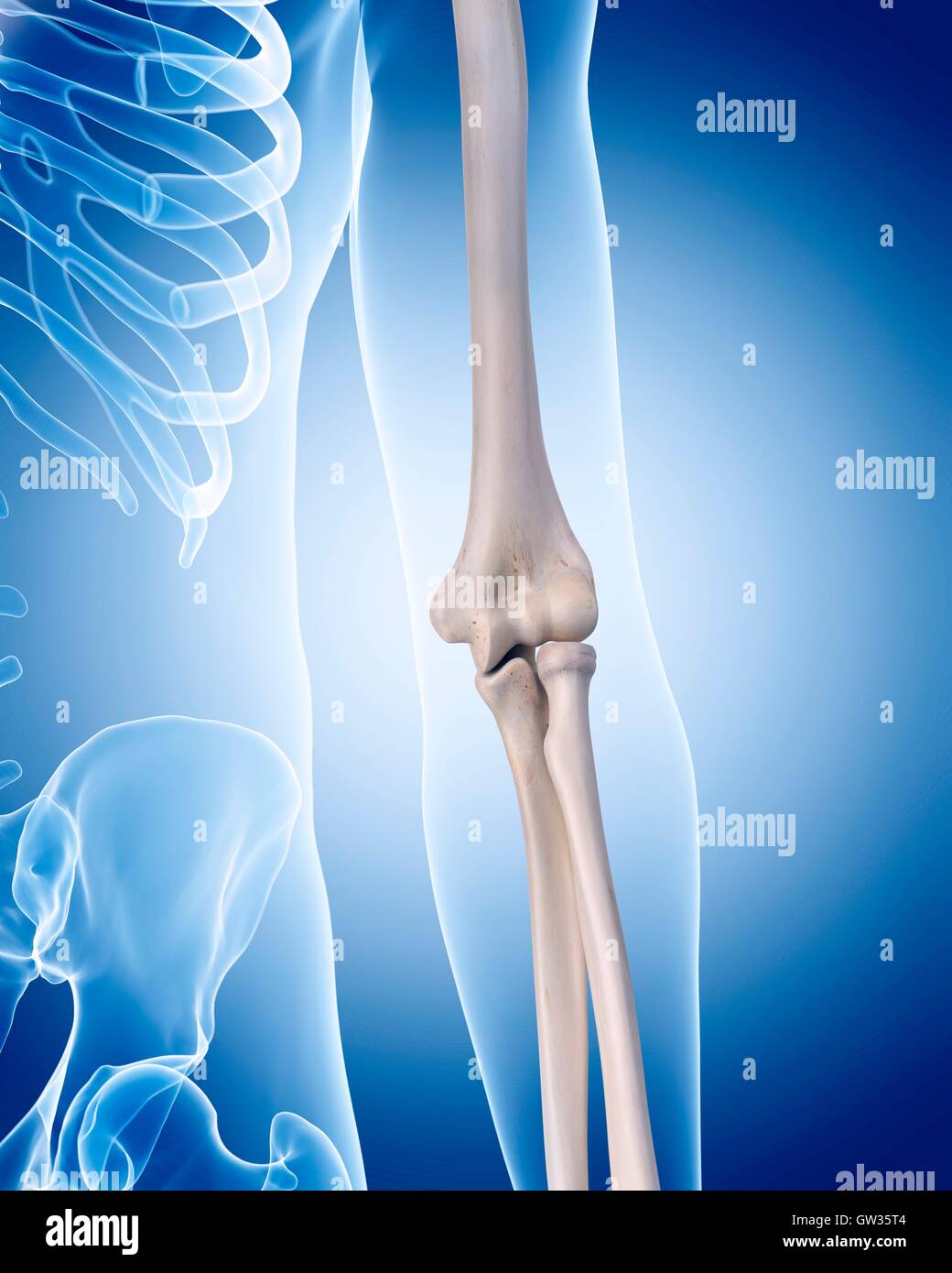 Human elbow bones, illustration Stock Photo - Alamy