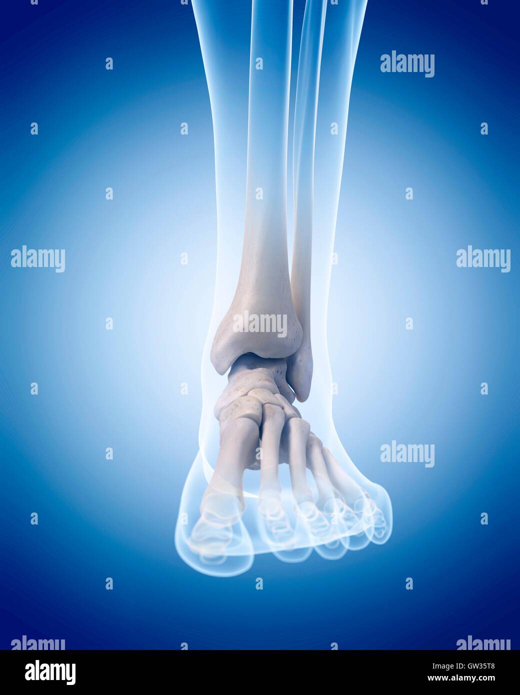 Ankle bones hi-res stock photography and images - Alamy