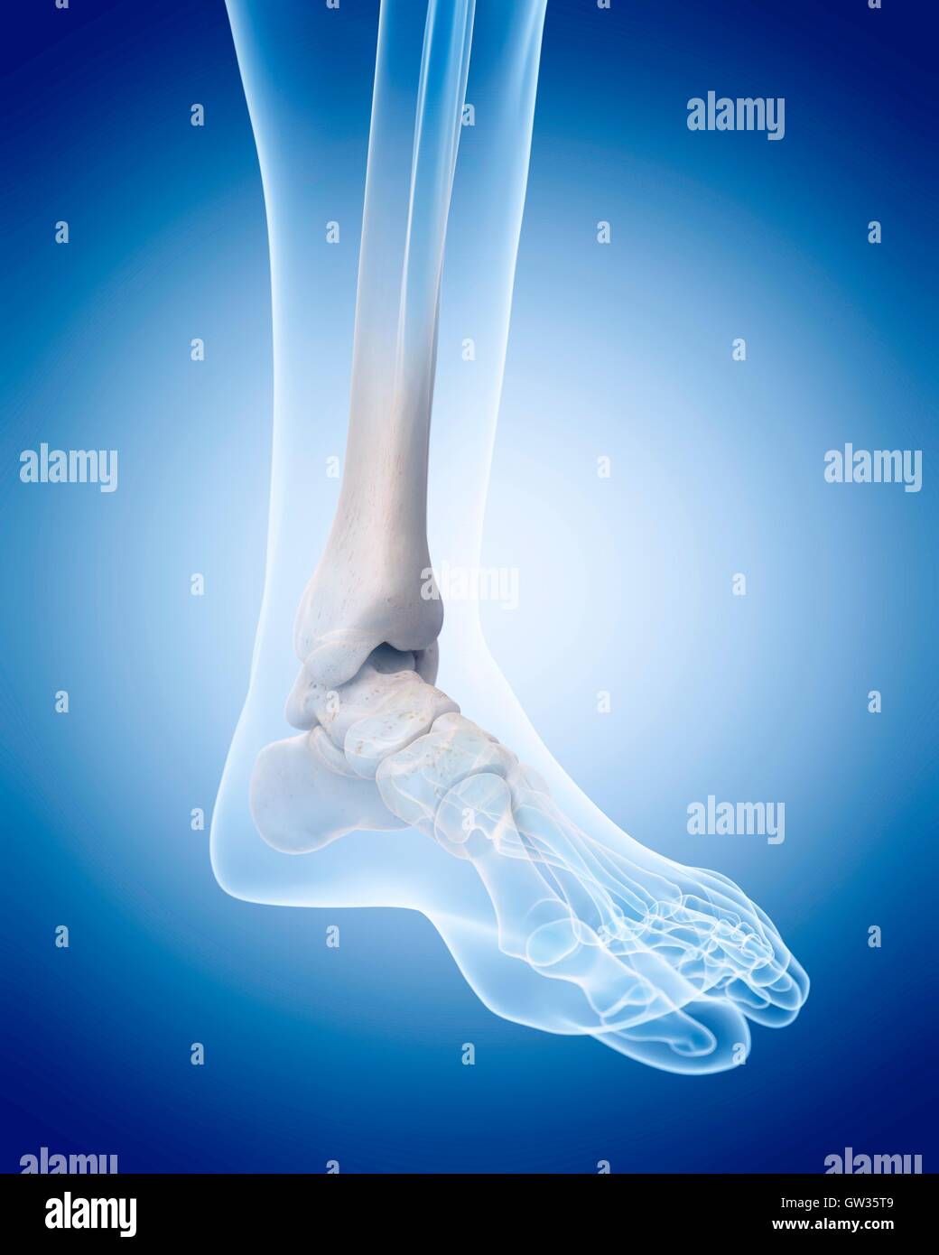 Human ankle bones, illustration Stock Photo - Alamy