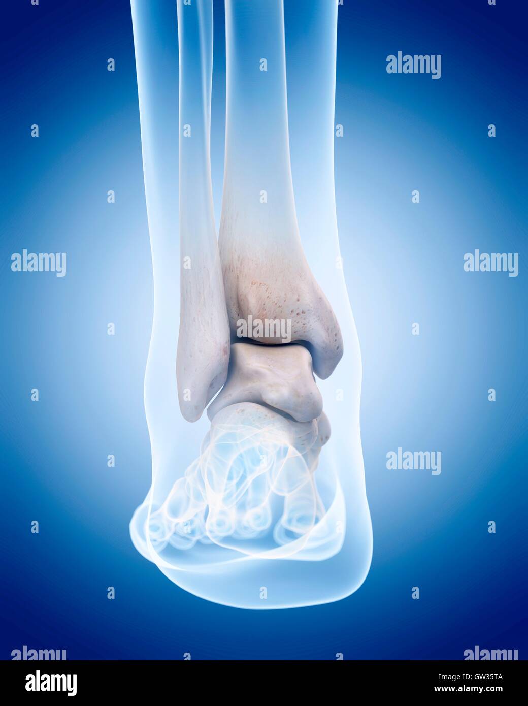 Human ankle bones, illustration Stock Photo - Alamy