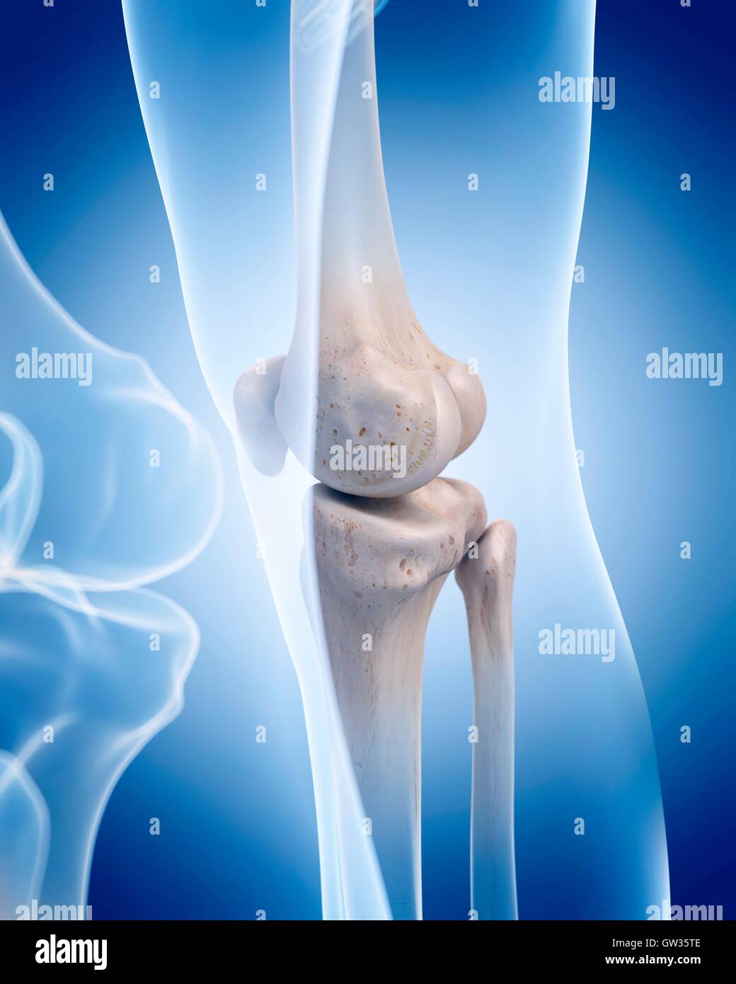 Human knee bones, illustration Stock Photo - Alamy