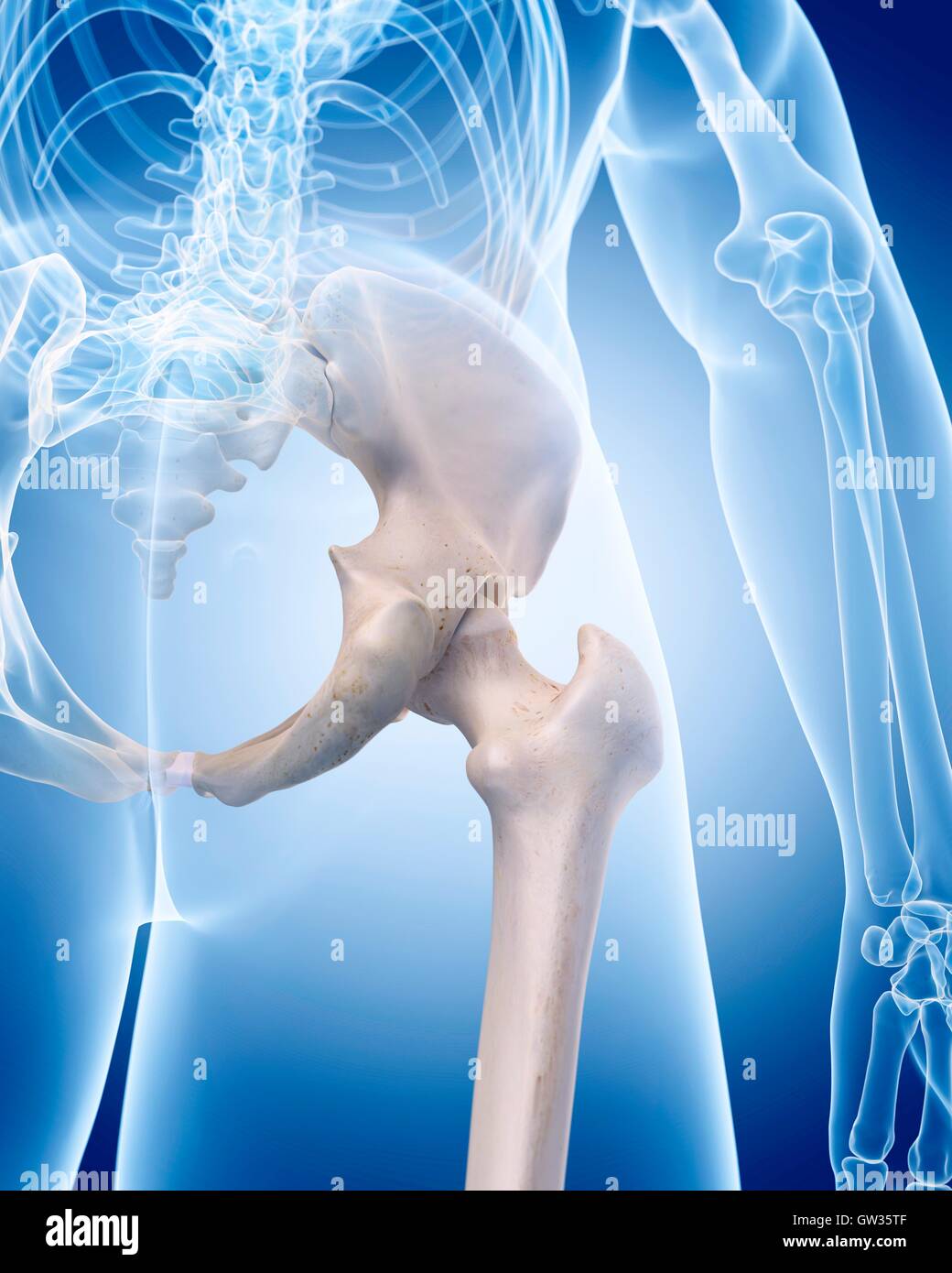 Human hip bones, illustration Stock Photo - Alamy