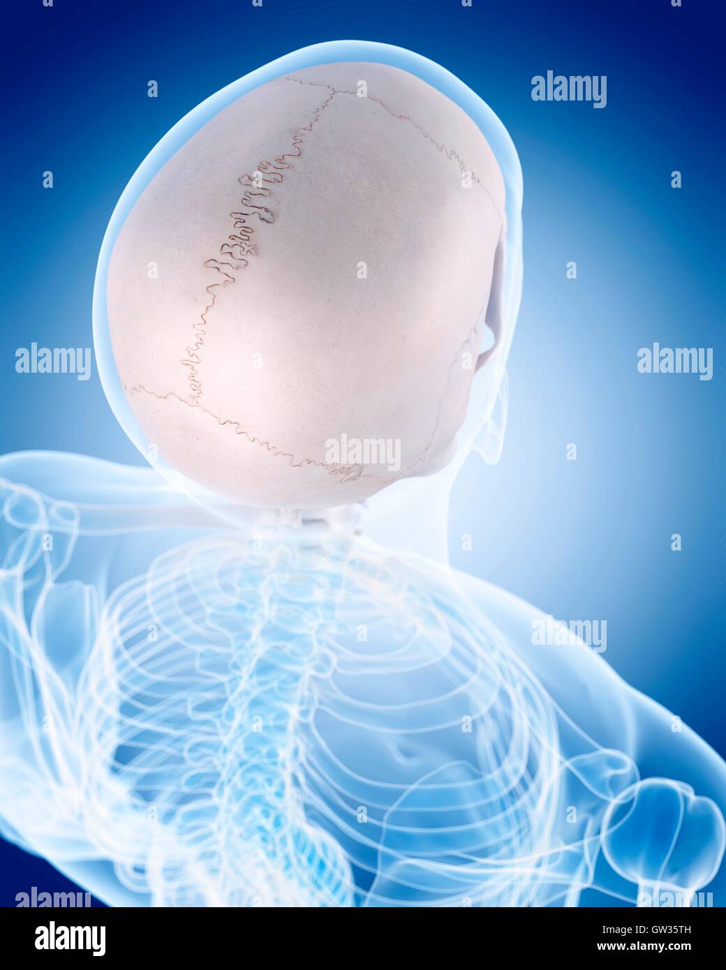 Human skull, illustration Stock Photo - Alamy
