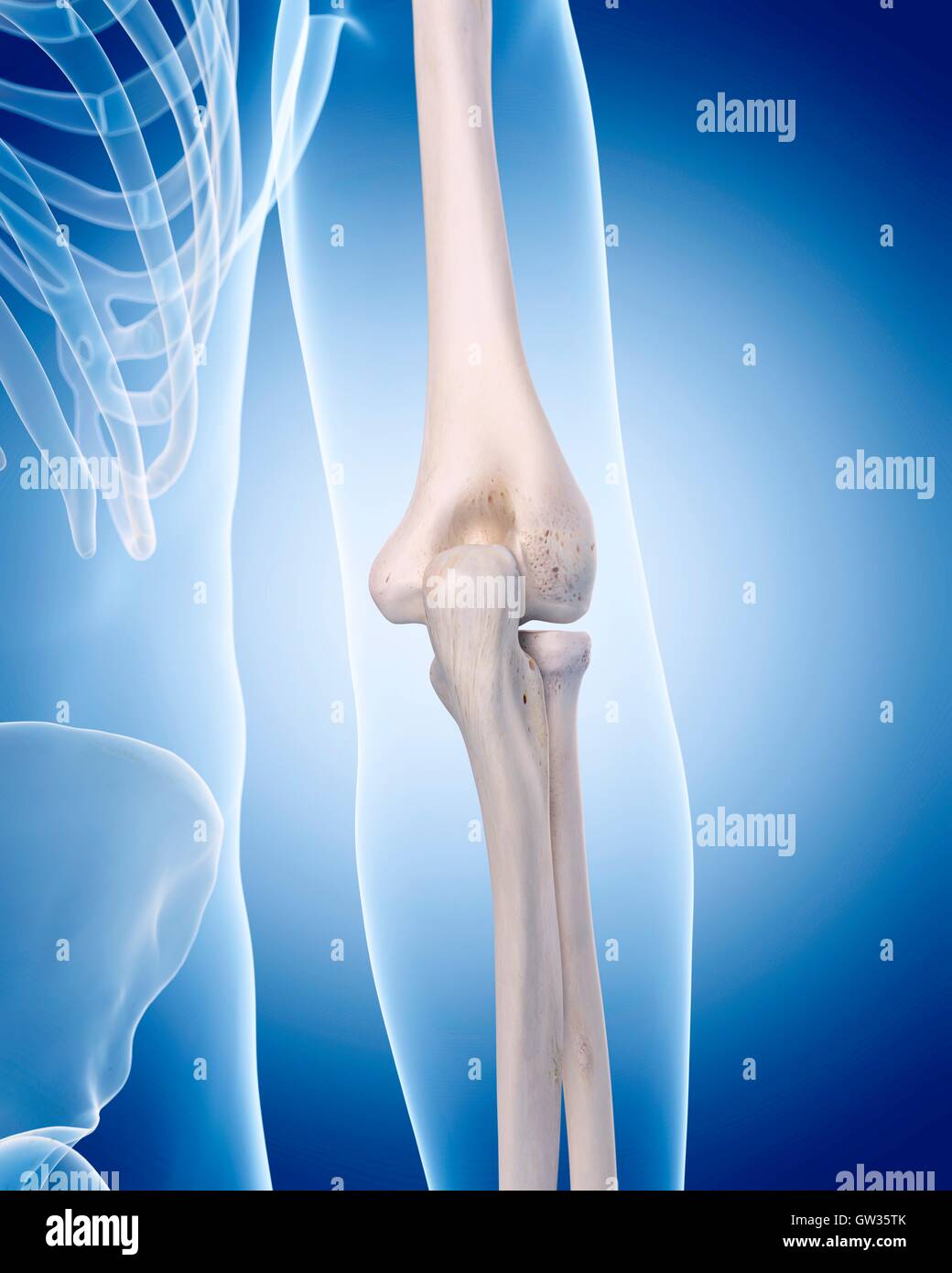 Human elbow bones, illustration Stock Photo - Alamy Human elbow bones, illustration Stock Photo - Alamy