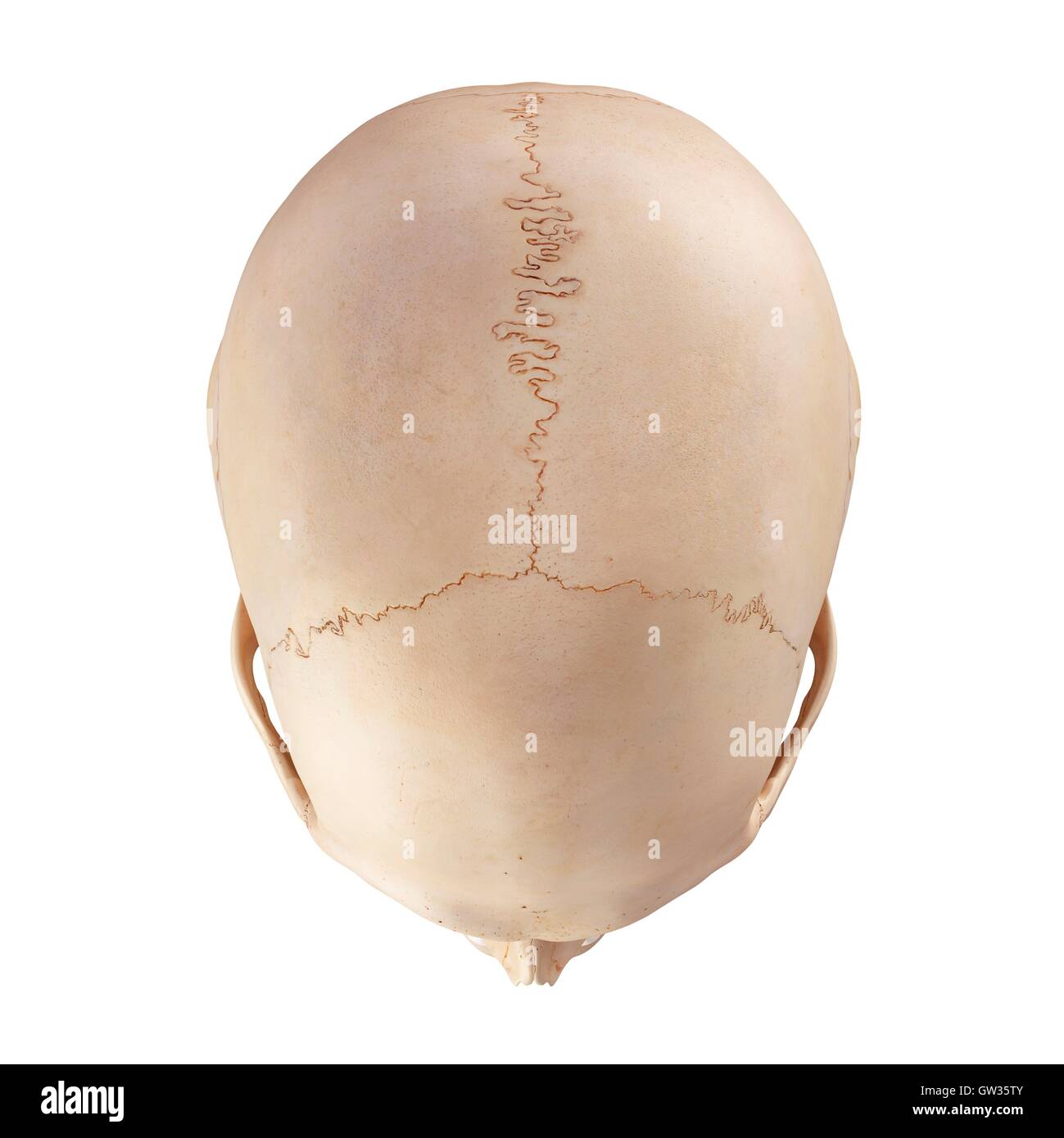 High angle view human skeletal hi-res stock photography and images - Alamy