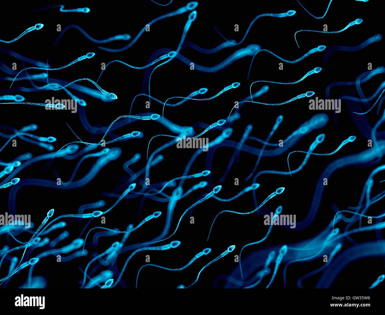 Human sperm, illustration Stock Photo - Alamy