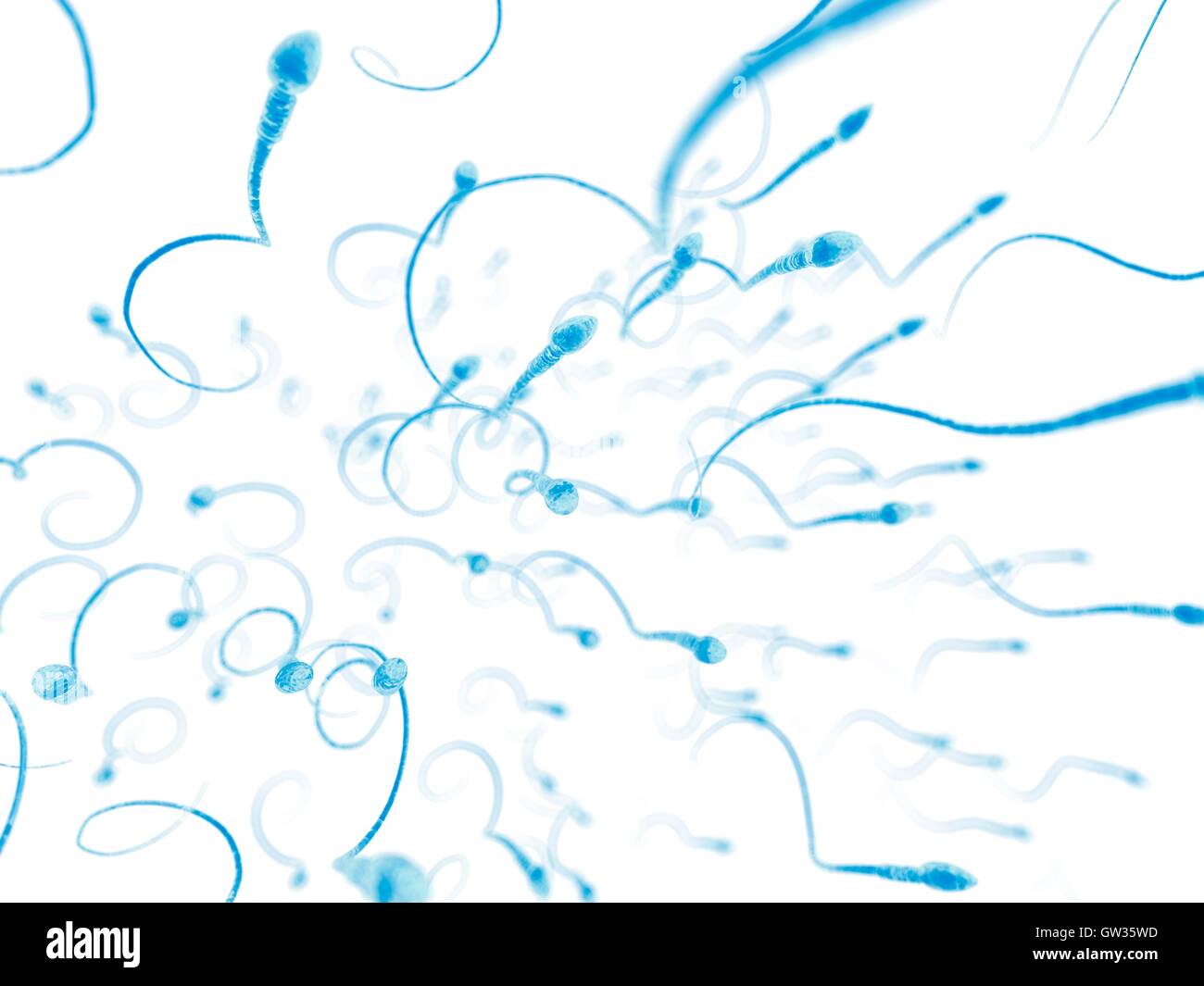Human sperm, illustration Stock Photo - Alamy
