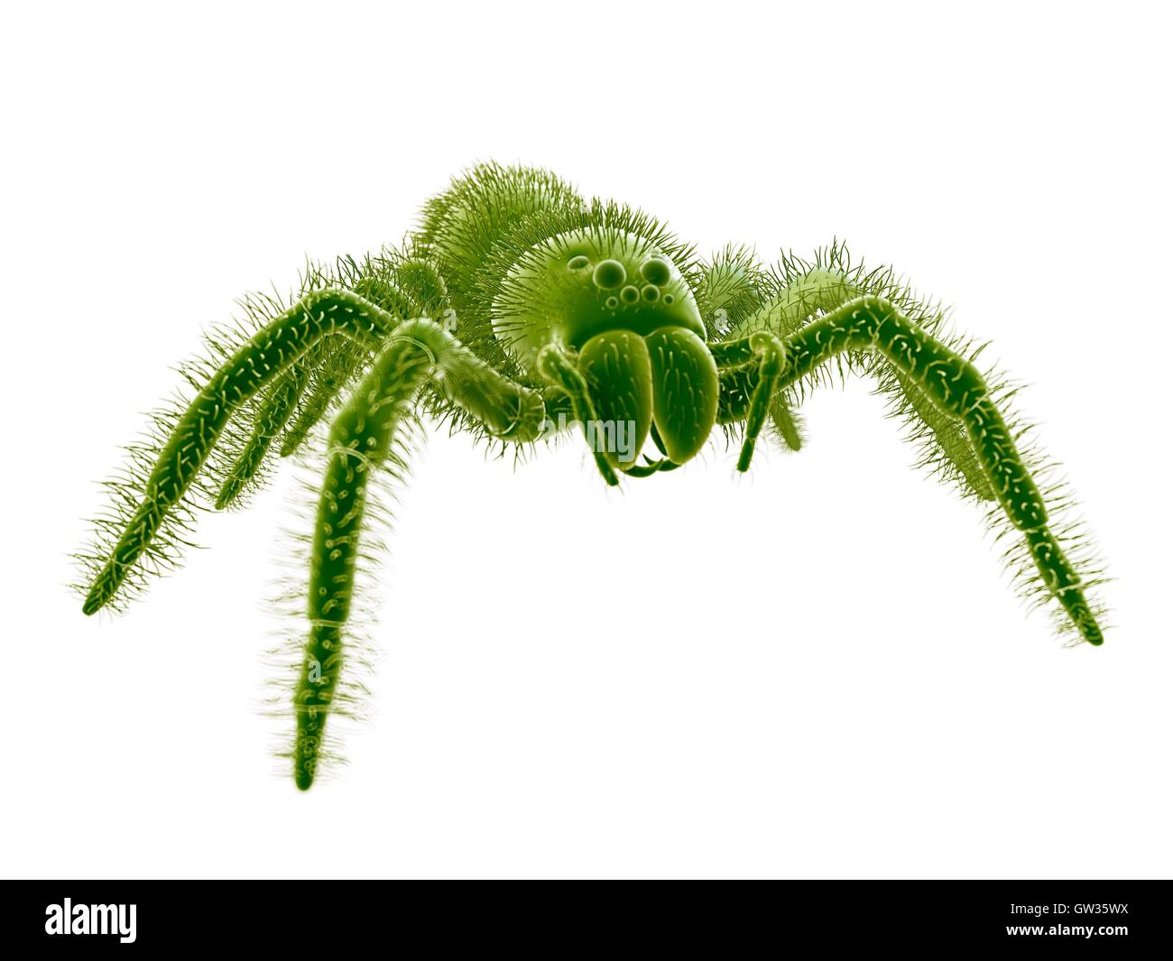Colour spider Cut Out Stock Images & Pictures - Alamy