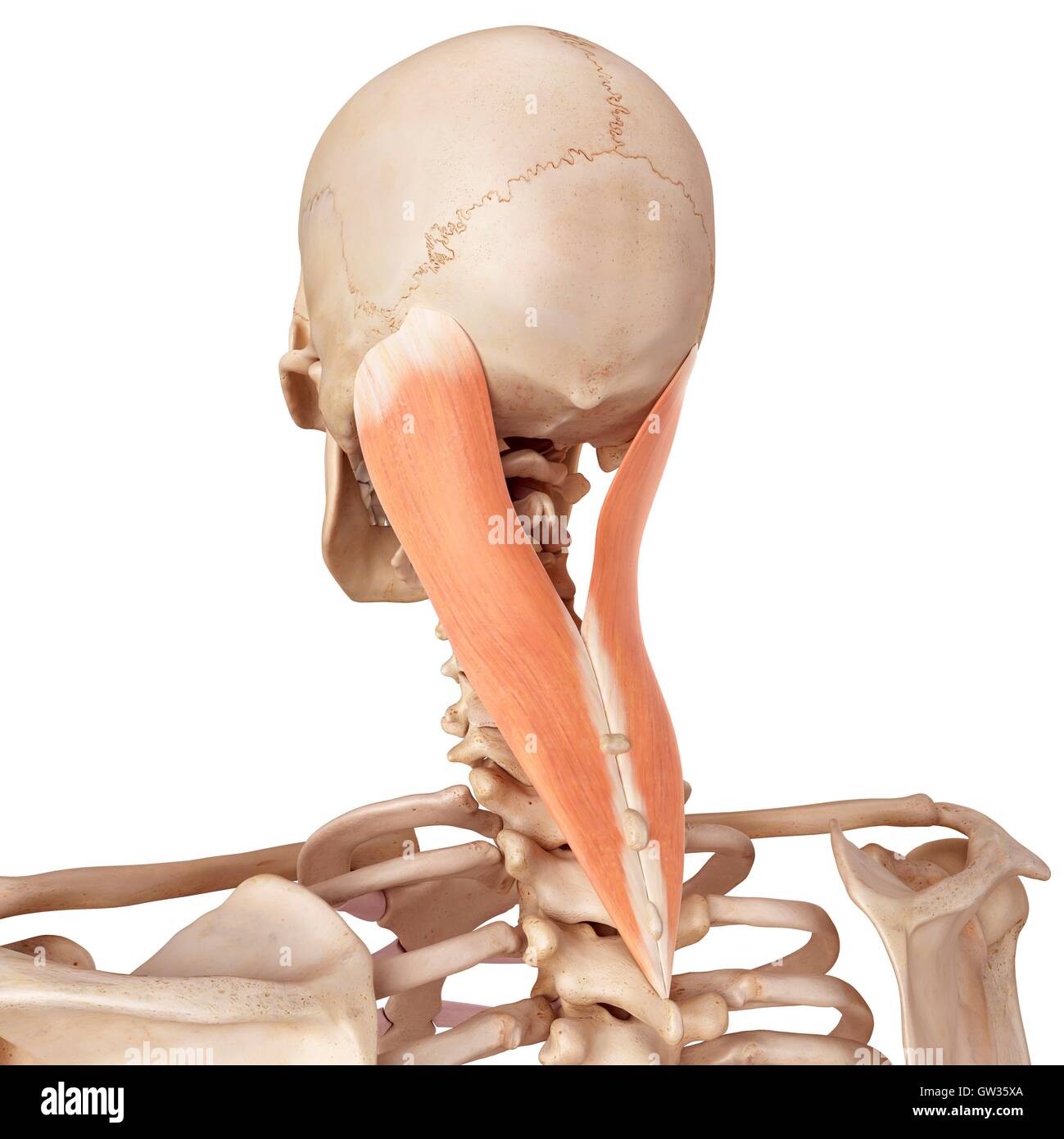 Splenius Capitis Muscle High Resolution Stock Photography and Images ...