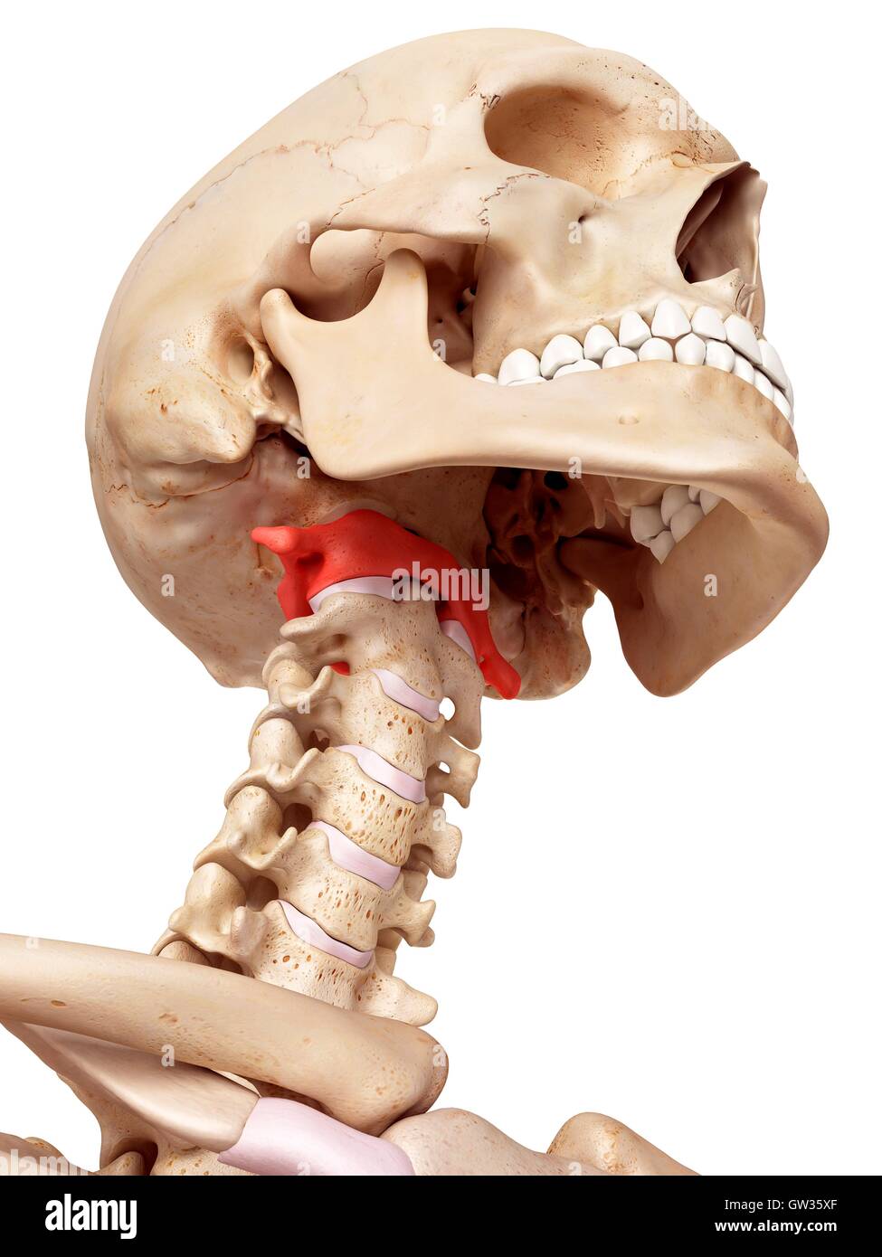 Atlas vertebra and human hi-res stock photography and images - Alamy