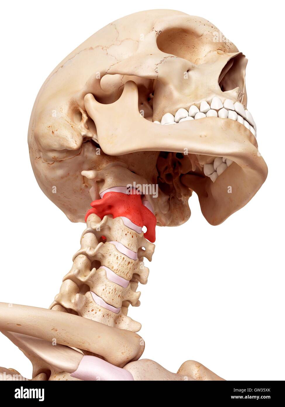 Axis vertebra and human hi-res stock photography and images - Alamy