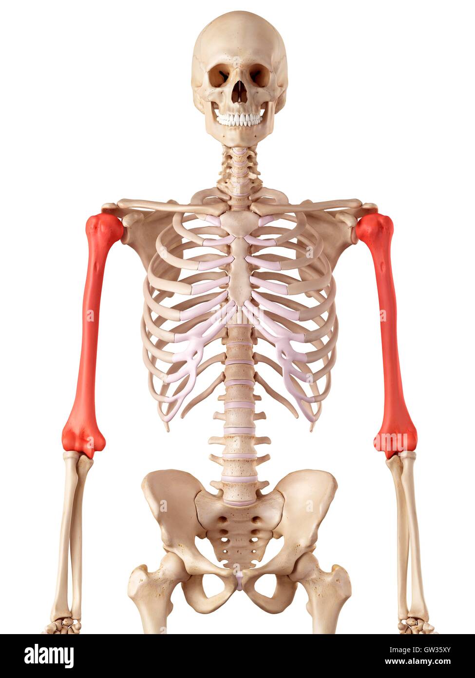 Human humerus hi-res stock photography and images - Alamy