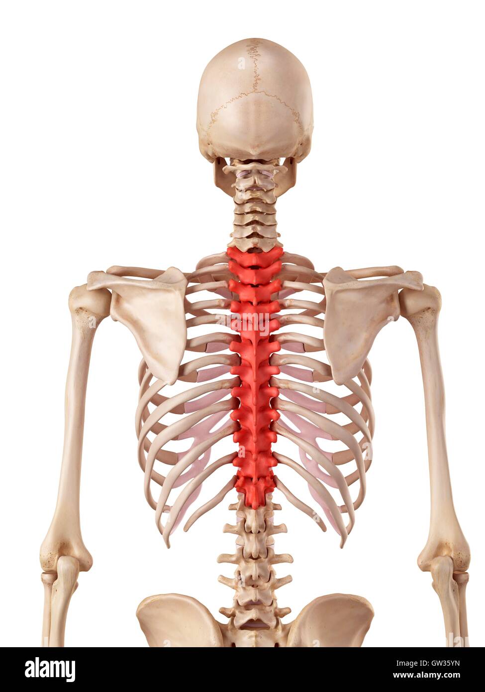 Human thoracic spine, illustration Stock Photo - Alamy
