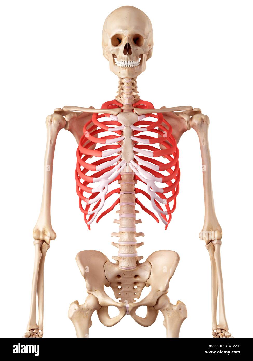 Human ribcage, illustration Stock Photo - Alamy