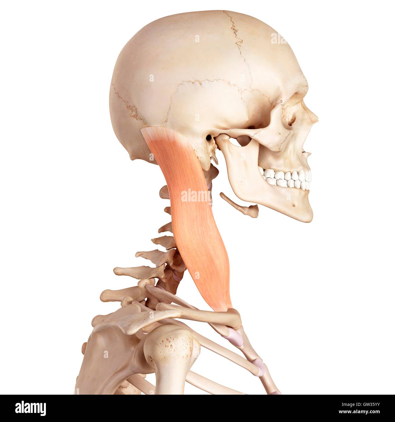 Human neck muscles sternocleidomastoid illustration hi-res stock ...