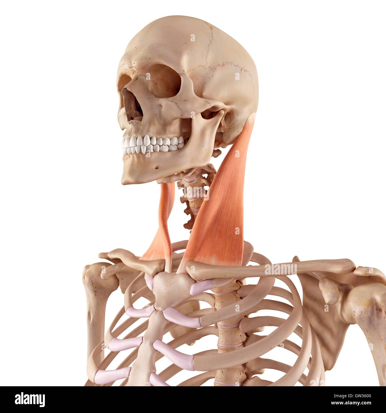 Human Neck Muscles Sternocleidomastoid Illustration Hi Res Stock