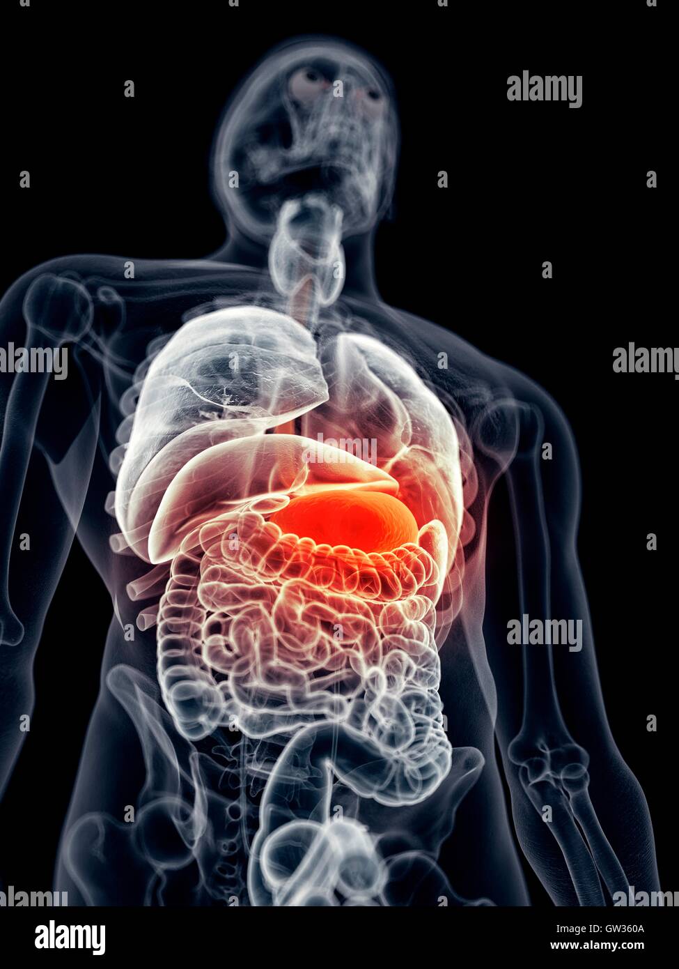 Human stomach, illustration Stock Photo - Alamy